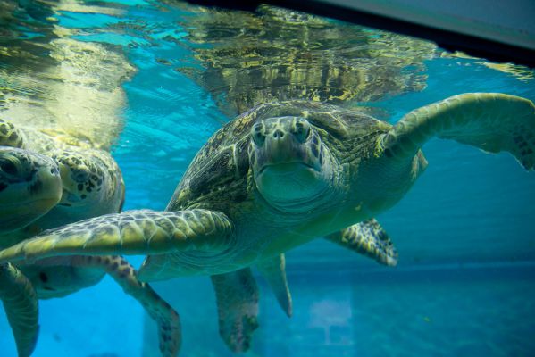 Okinawa Convention Visitors Bureau | OKINAWA MICE NAVI - For Business ...